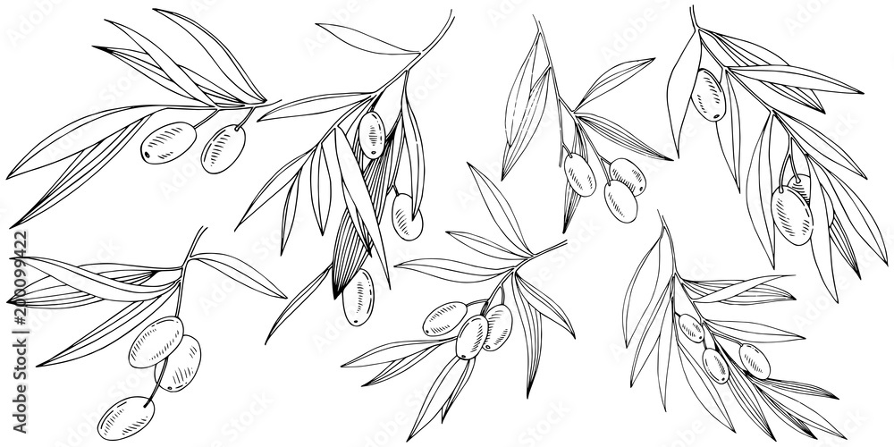 Olive tree in a vector style isolated. Full name of the plant: Branches ...