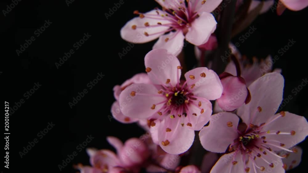 Vidéo Stock 4K macro time lapse video of a beautiful cherry fruit tree ...