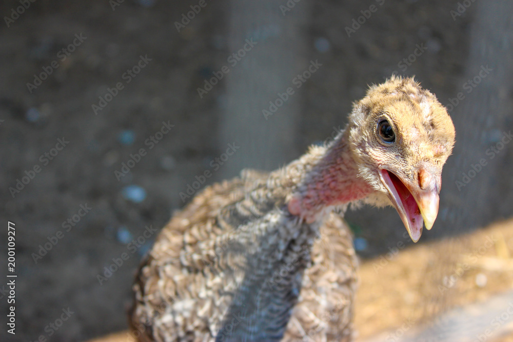 Baby chicken , hairless, turkey Stock Photo | Adobe Stock
