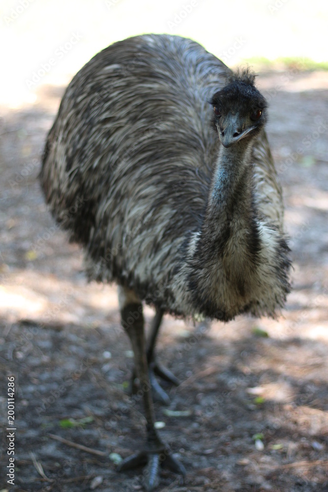 Australian Flightless Birds