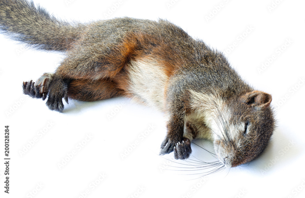 Squirrel died Don't know why, on white background / wildlife is now in ...