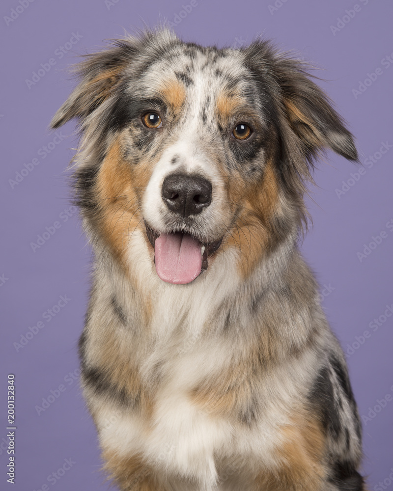 Dark Blue Merle Aussie