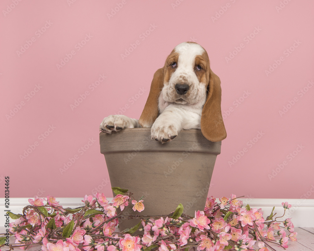 Cute red and white basset hound puppy sitting in a brown flower pot ...