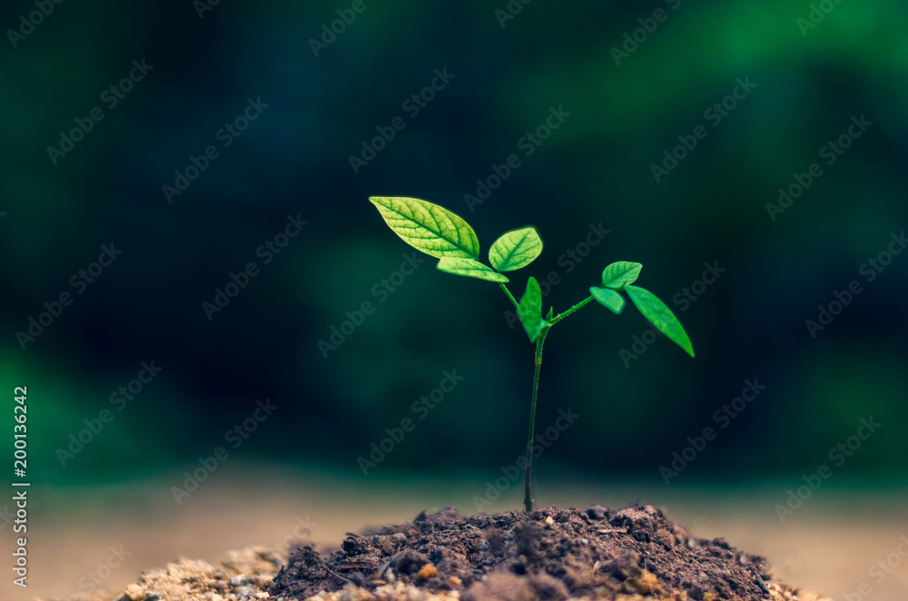 Planting seedlings young plant in the morning light on nature ...
