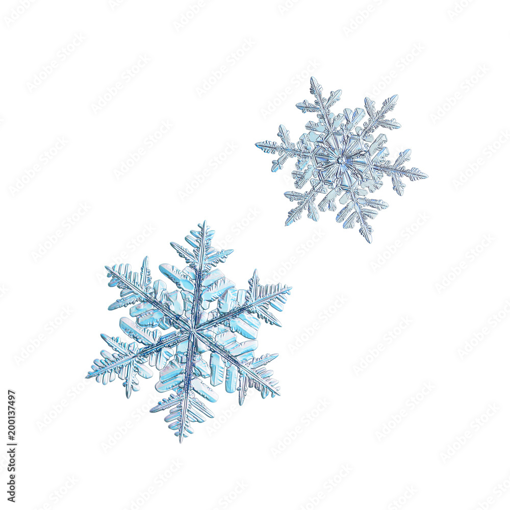 Two snowflakes isolated on white background. Macro photo of real snow ...