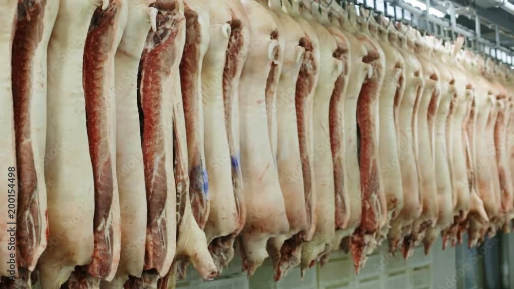 dead bloody pigs hanging in slaughterhouse after killed from a butcher ...