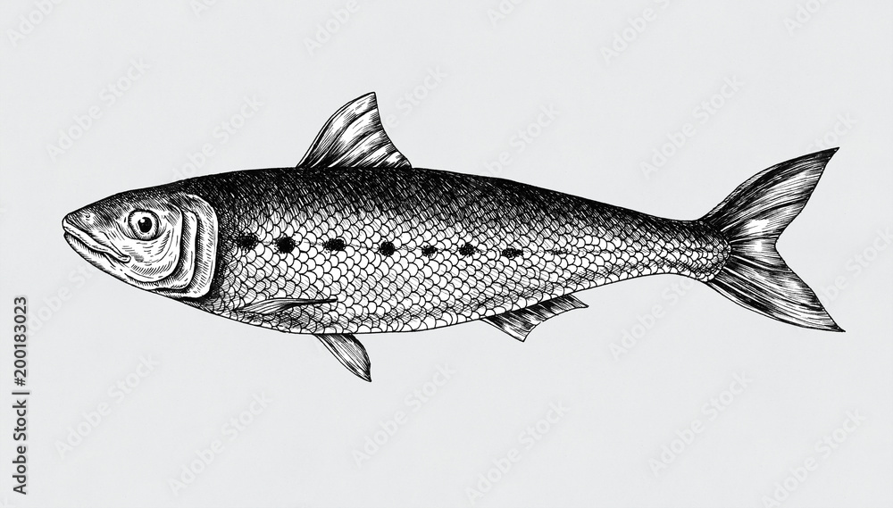Hand drawn sardine fish Stock Illustration | Adobe Stock