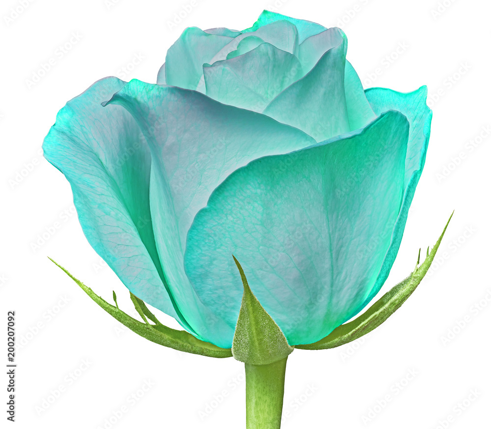 A cyan rose flower isolated on a white background. Close-up. Flower bud ...