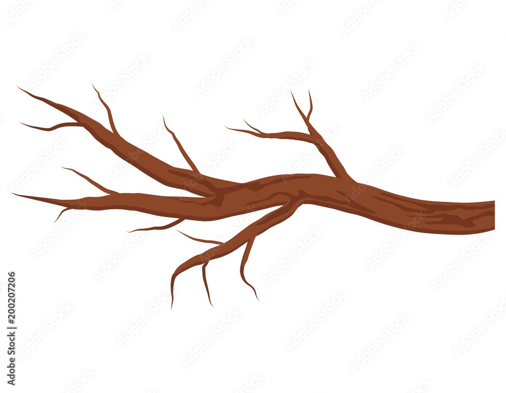 Bare brown tree branch without leaves isolated on white background ...