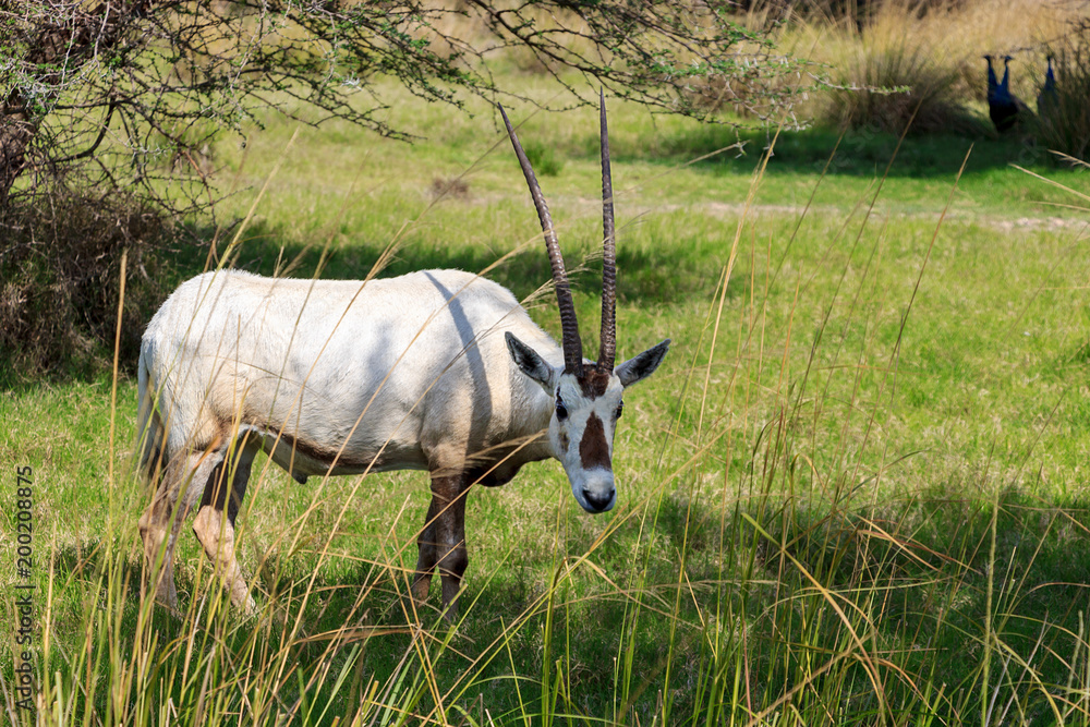 Arabian oryx or white oryx (Oryx leucoryx) medium-sized antelope with ...