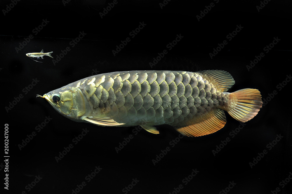 Malaysian Green Arowana