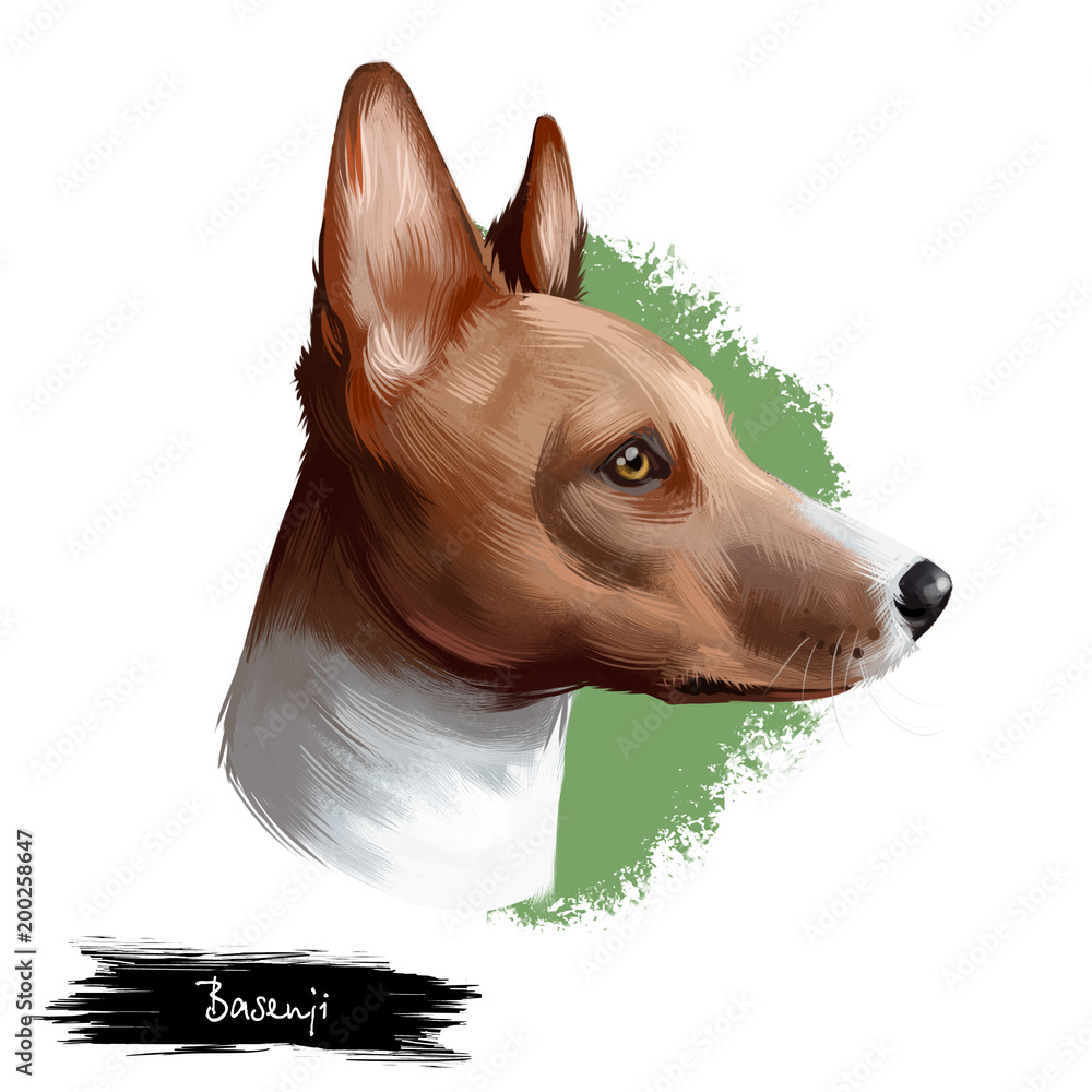 Basenji breed of hunting dog digital art illustration isolated on white ...