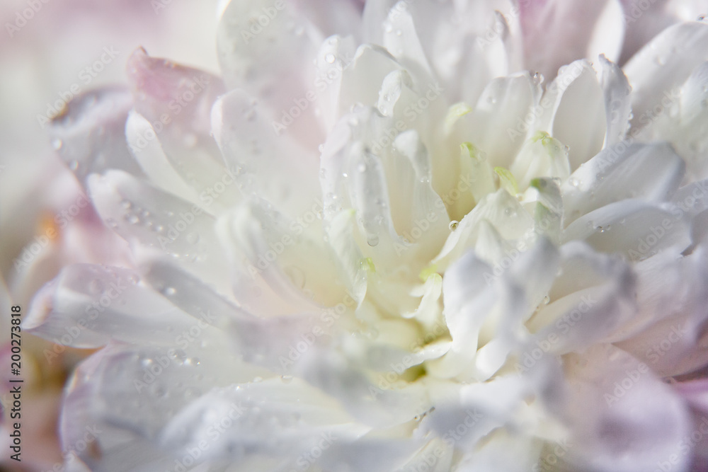 белый цветок с каплями воды Photos | Adobe Stock