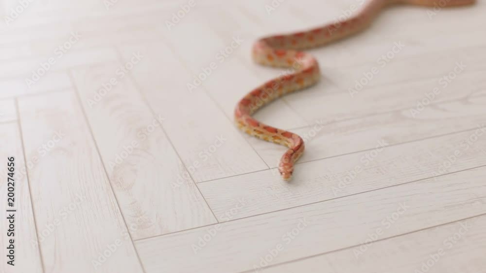 Orange snake slowly slithers around the white wooden floor. South ...