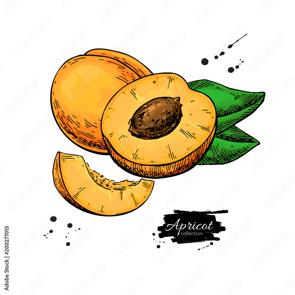 Apricot vector drawing. Hand drawn fruit and sliced pieces. Summer food ...