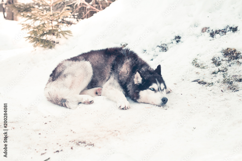 Do Huskies Sleep In The Snow