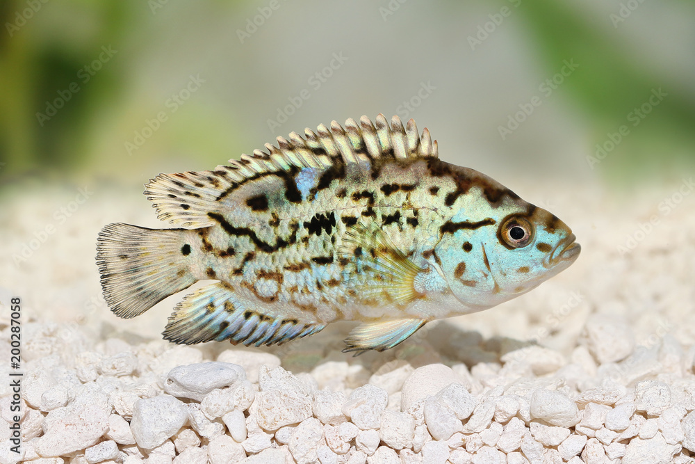 Photo & Art Print Electric blue jack dempsey cichlid Nandopsis ...
