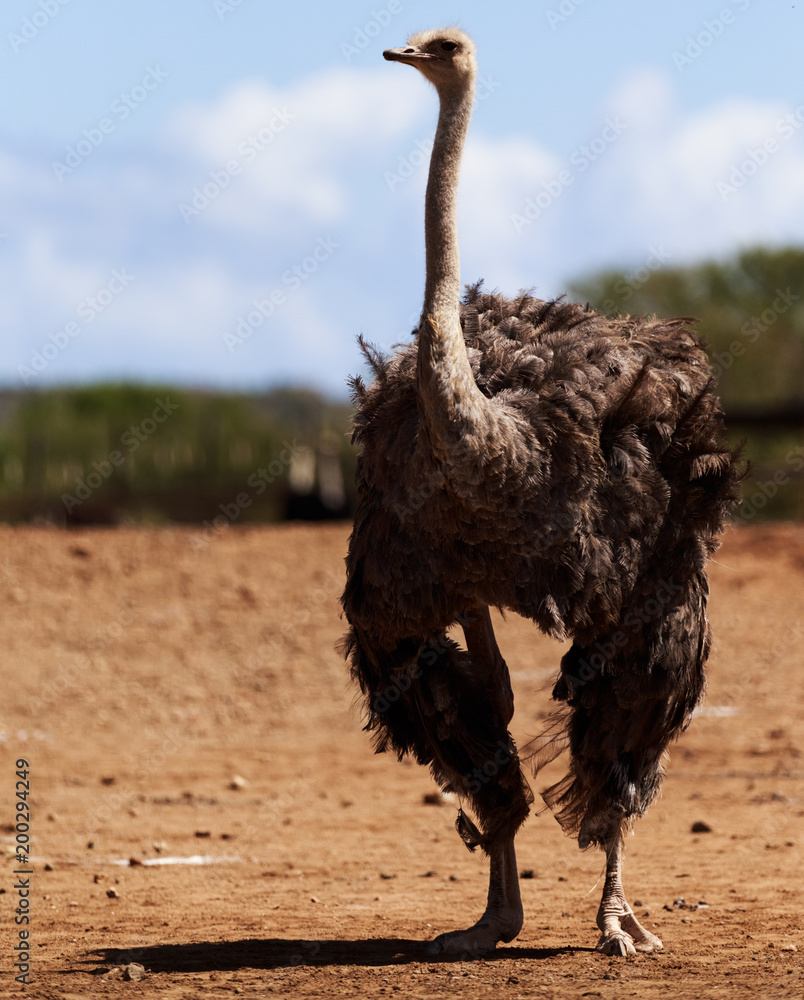 Ostrich Size