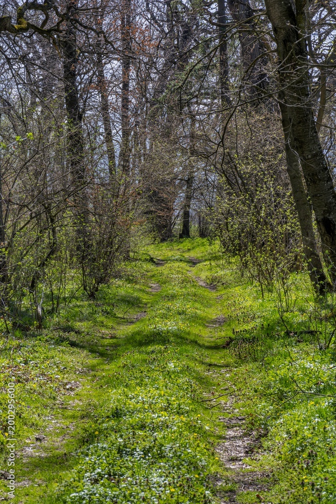 Woodland walking and hiking pathway with tall trees at early spring ...