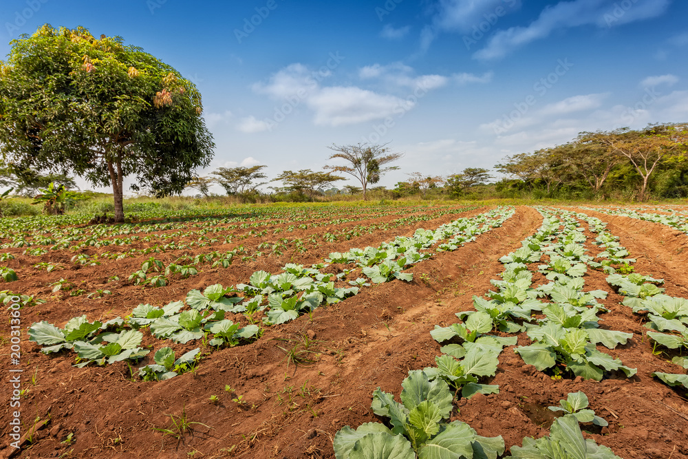 Rural plantation in the middle of the cabinda jungle. Angola, Africa ...