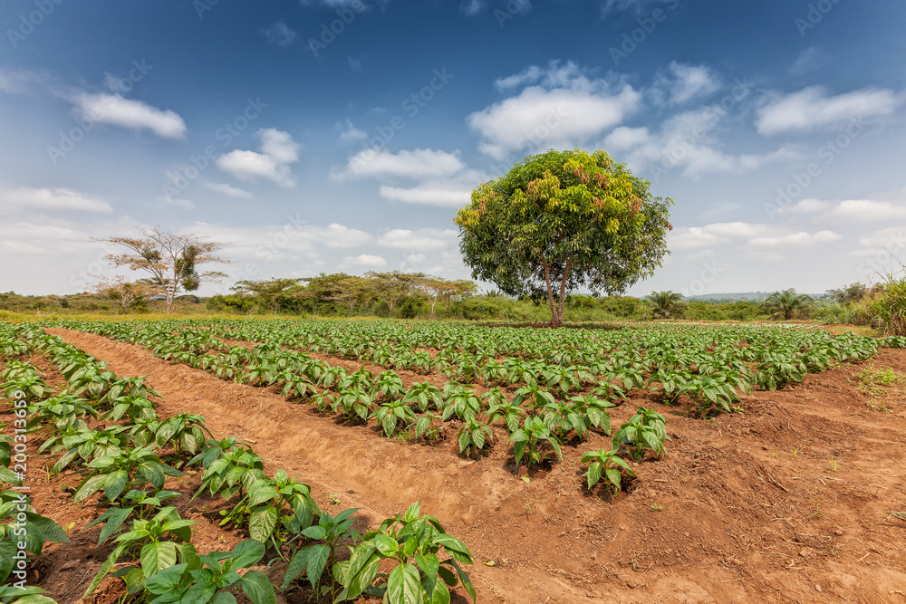Rural plantation in the middle of the cabinda jungle. Angola, Africa ...
