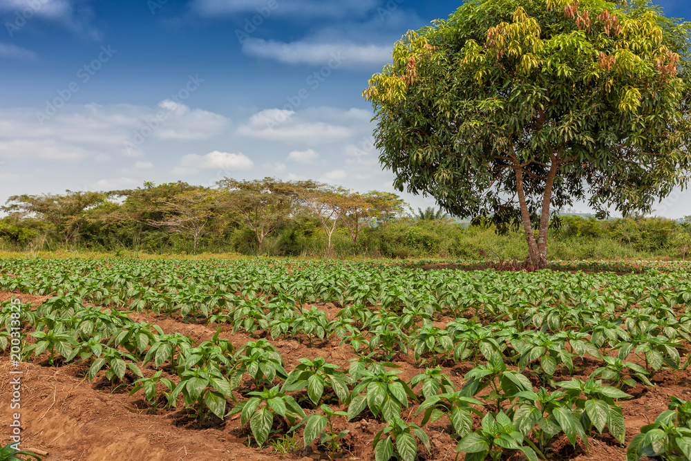 Rural plantation in the middle of the cabinda jungle. Angola, Africa ...