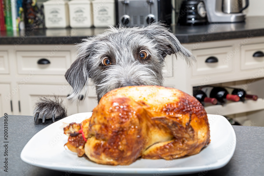 Foto Stock Funny Excited Dog Stealing Food From Counter | Adobe Stock