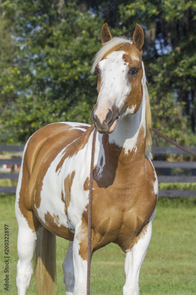 Paint Horse Palomino