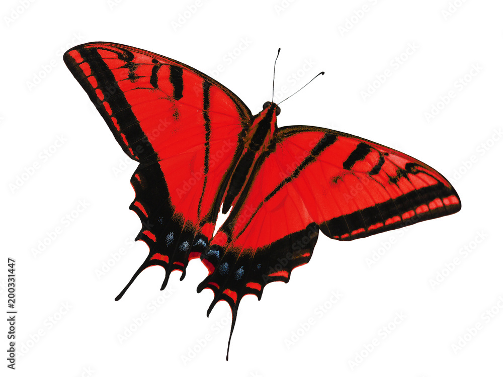 Red Butterfly Species