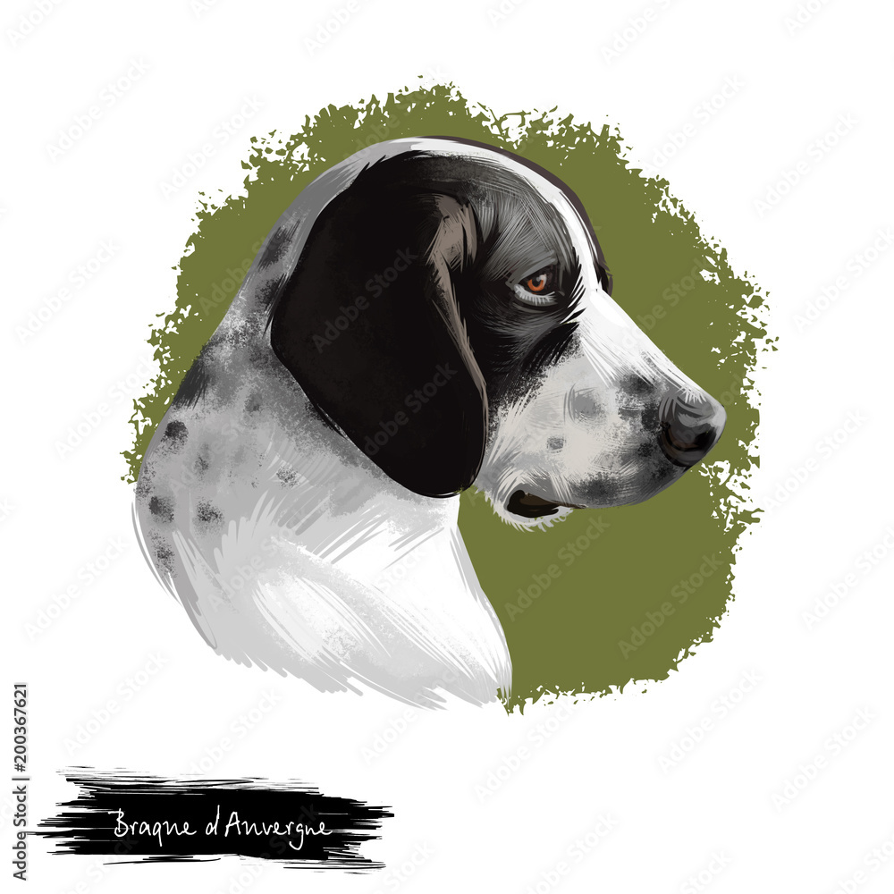Braque d'Auvergne dog breed isolated on white background digital art ...