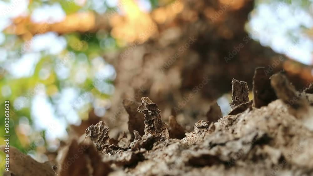 Extreme close-up of tree with peeling flaky bark. Pterocarpus ...