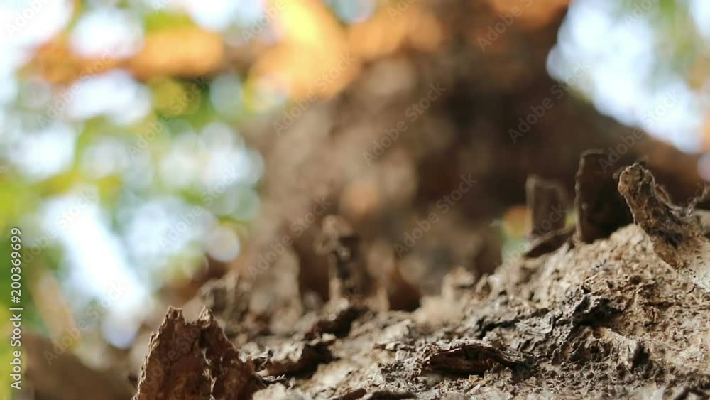 Extreme close-up of tree with peeling flaky bark. Pterocarpus ...