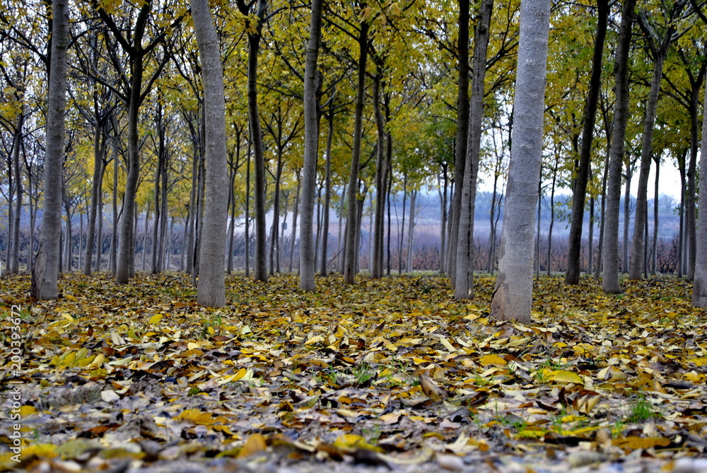 Cultivo de nogales, en otoño, con hojas amarillentas y suelo llenos de ...