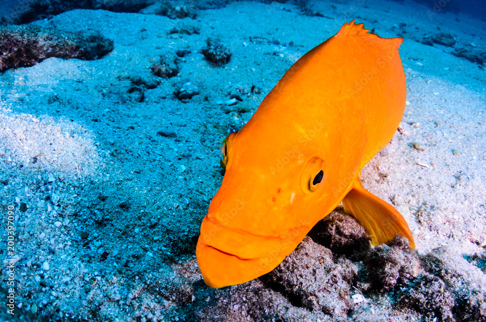 Yellow Leopard grouper (Mycteroperca rosacea), in a school, reefs of ...