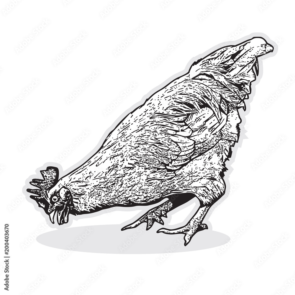 Rooster chicken hen - realistic graphic image on white background ...
