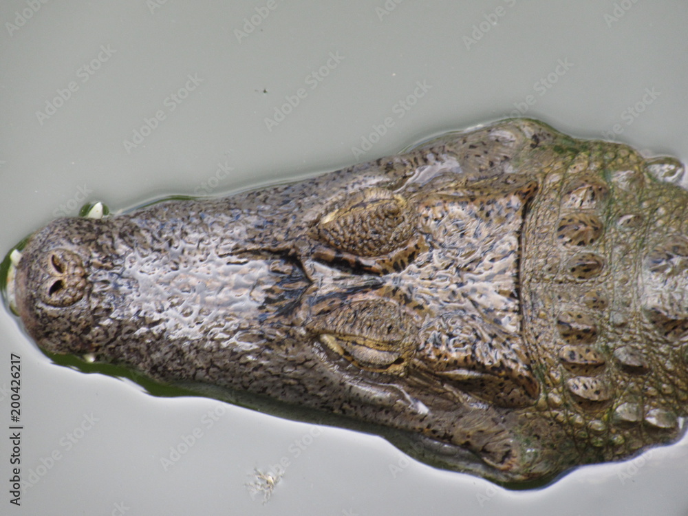 crocodile head Stock Photo | Adobe Stock