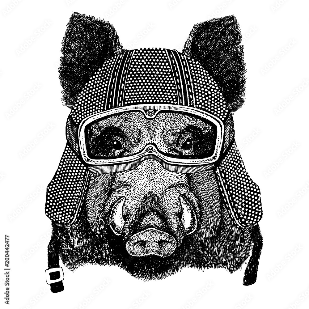 Hog, wild boar with motorcycle helmet. Vintage motorcycle headdress ...