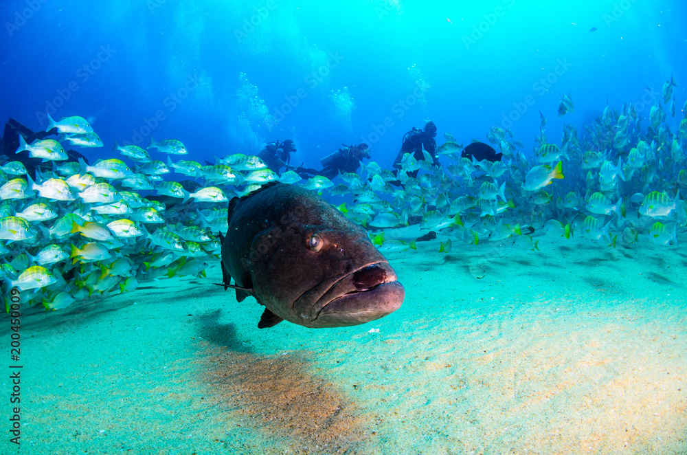 Big Gulf grouper (Mycteroperca jordani), resting in the reefs of the ...
