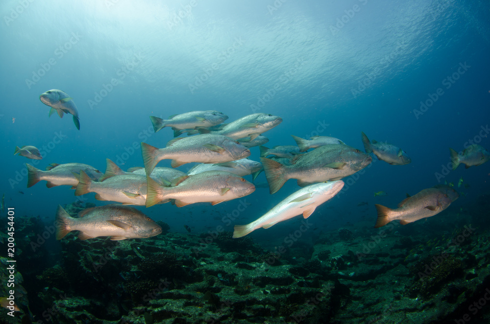 Big Dog Snapper (Lutjanus novemfasciatus), hunting trevally, reefs of ...