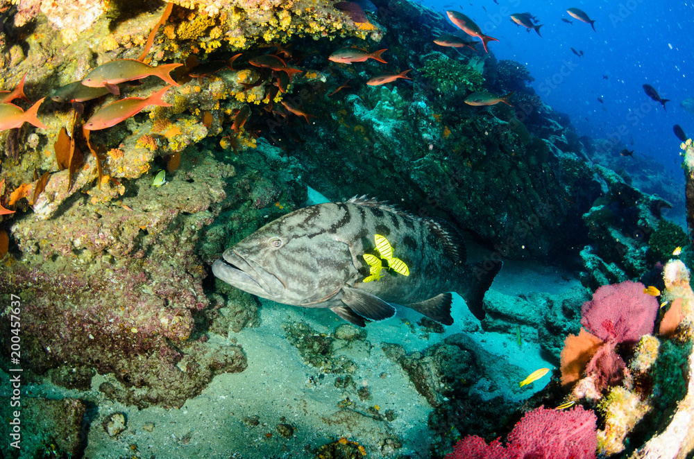 Foto de Big Gulf grouper (Mycteroperca jordani), resting in the reefs ...