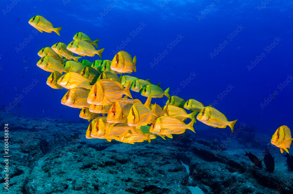 Panamic porkfish (Anisotremus taeniatus),colorful yellow fish in a ...
