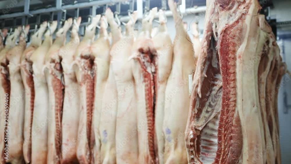 pigs killed by butcher hanging on hooks in refrigerator in meat ...