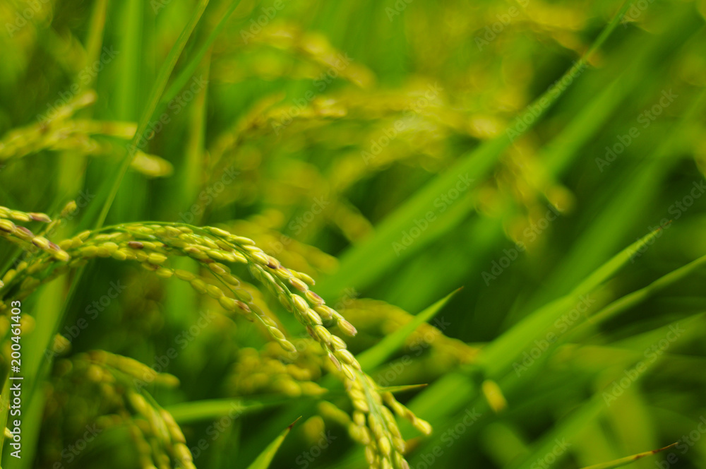 Rice on Groom in Shizuoka, Japan. Shizuoka is famous about the good ...