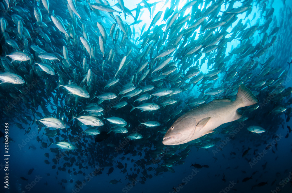 Big Gulf grouper (Mycteroperca jordani), resting in the reefs of the ...