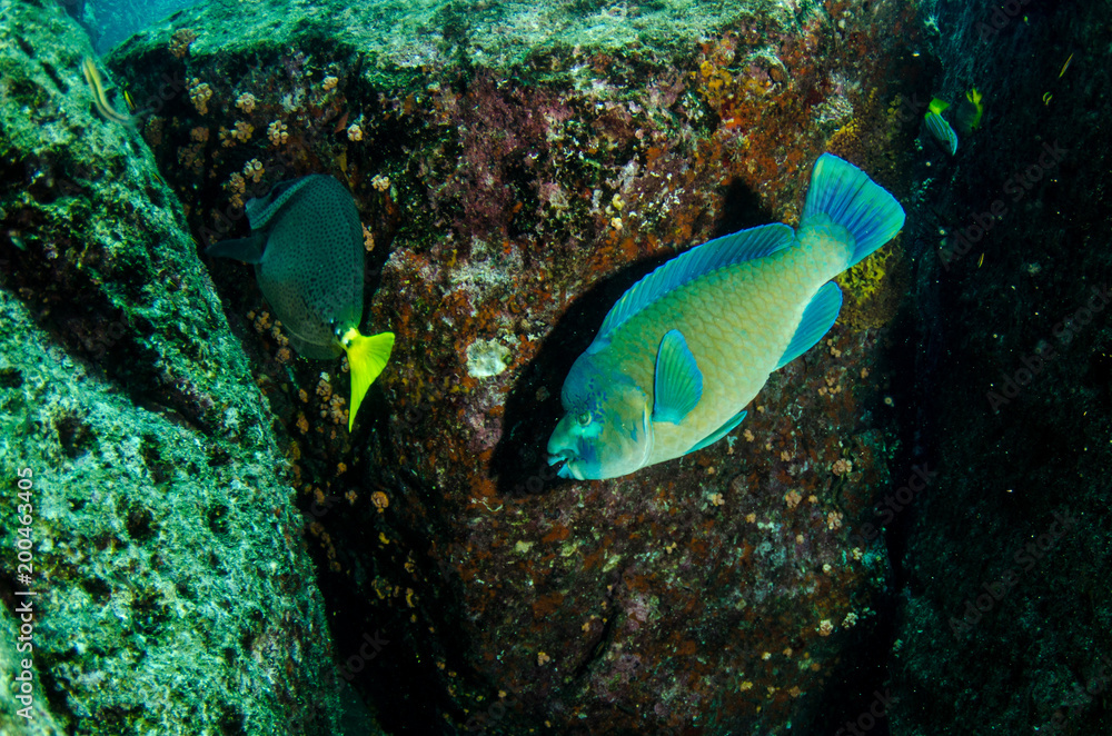 (Scarus compressus), Azure parrotfish, feeding in a shipwreck . reefs ...