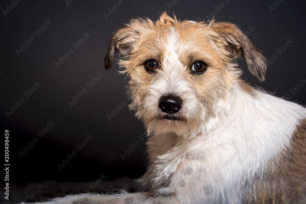 Hund 10 Stock Photo | Adobe Stock