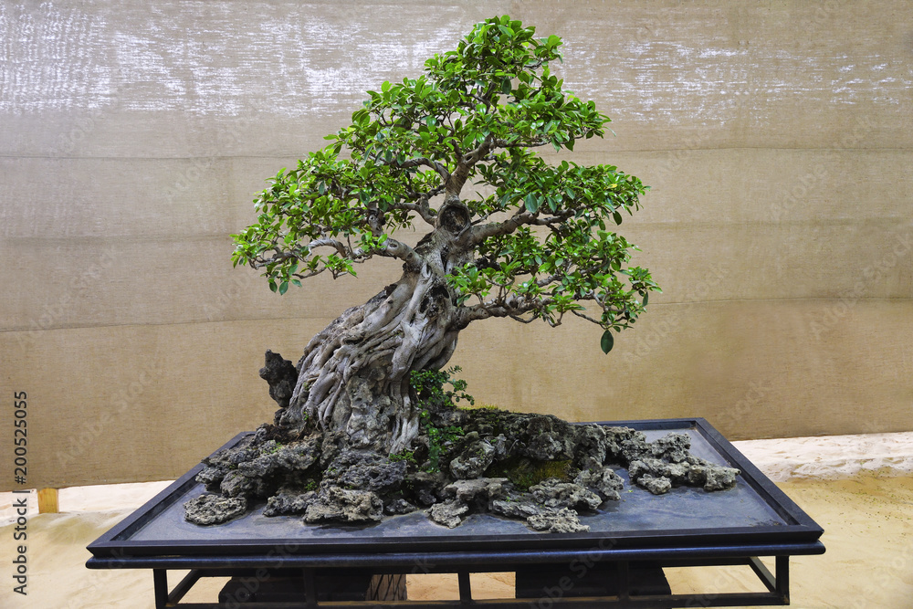 Ficus Retusa