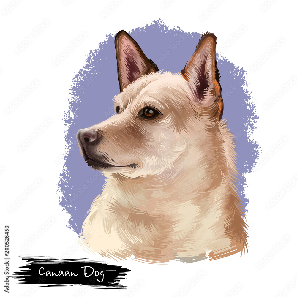 Canaan dog breed isolated on white background digital art illustration ...