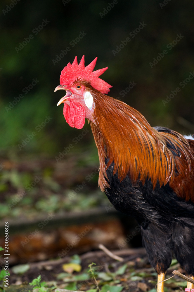 Kähender Italiener Hahn Stock-Foto | Adobe Stock