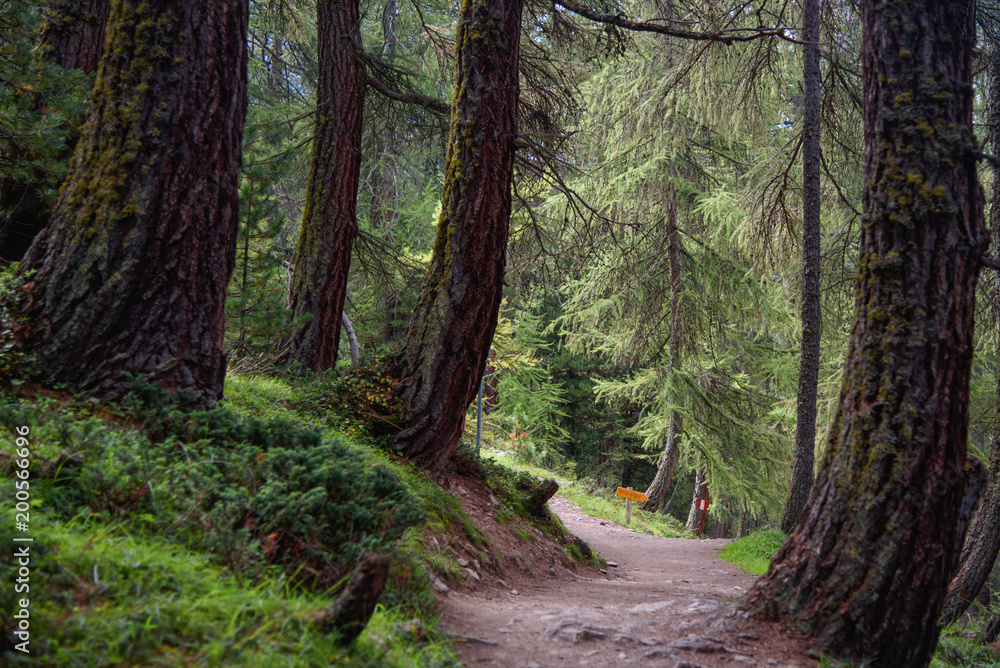 Beautiful Forest Path Wallpaper